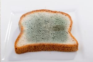 How to Tell if Bread is Moldy (What Does It Look Like)