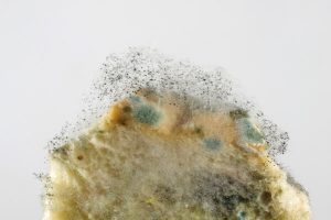 Ate Moldy Bread? What to Do (Risks and Solutions)